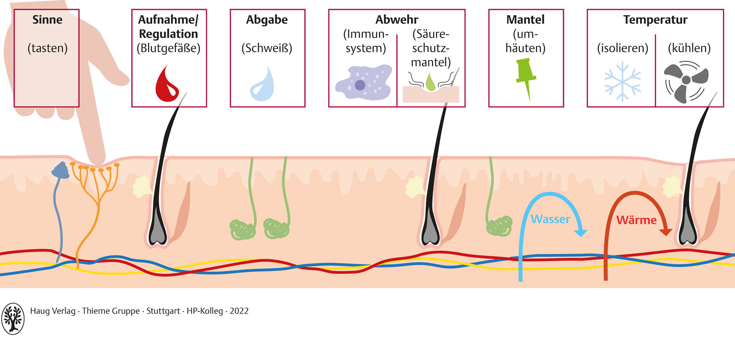 Sinnesorgane - Wissen für Heilpraktiker – HP Kolleg